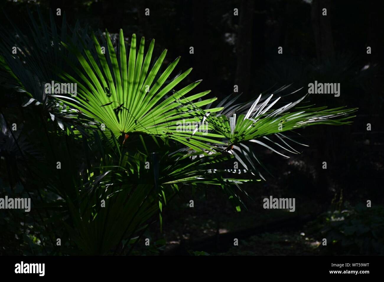 Falling plant hi-res stock photography and images - Alamy