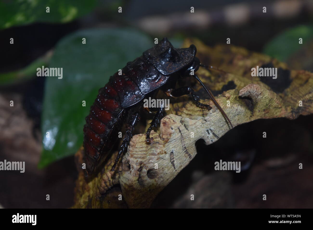 Giant cockroach hi-res stock photography and images - Alamy