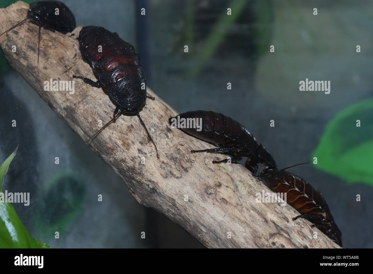 Giant cockroaches hi-res stock photography and images - Alamy