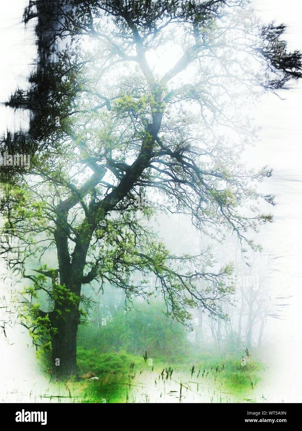 Double exposure with trees hi-res stock photography and images - Alamy