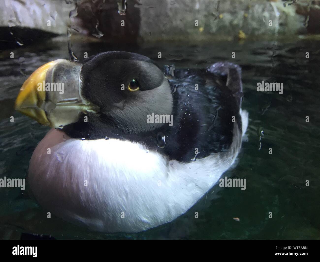 Puffin swimming hi-res stock photography and images - Alamy