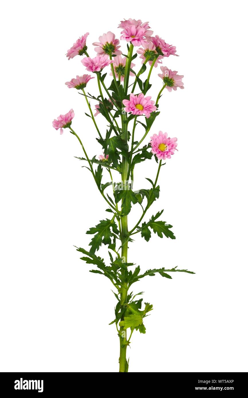 Branch of tanacetum flowers isolated on white background Stock Photo ...
