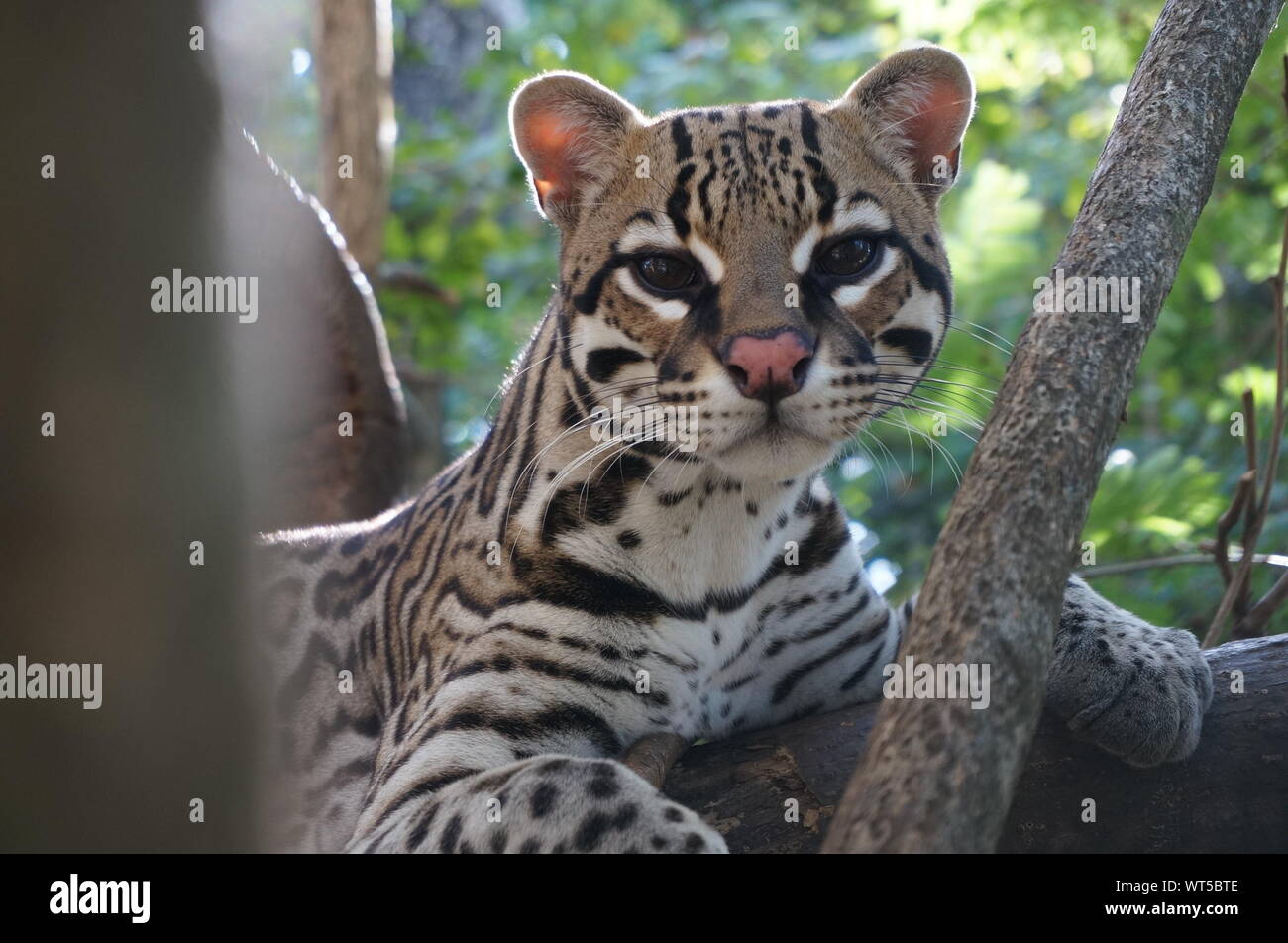 Margay High Resolution Stock Photography and Images - Alamy