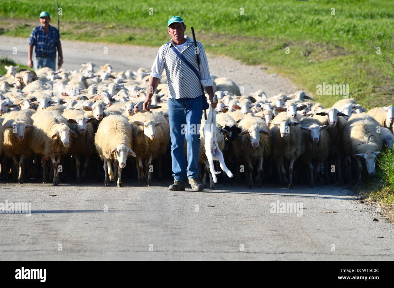 Shepherd holding lamb hi-res stock photography and images - Alamy