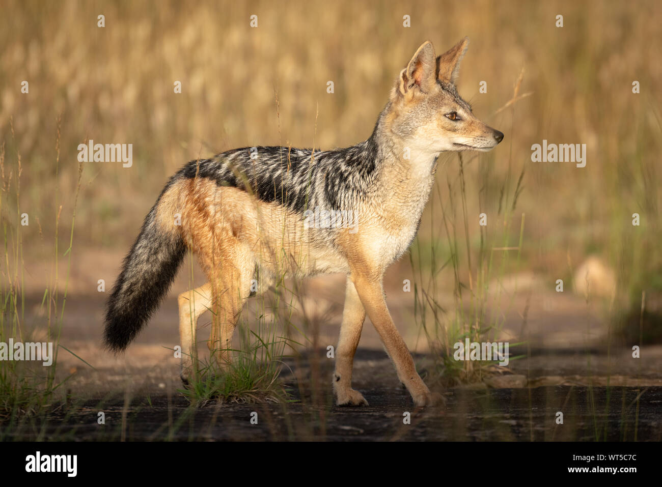 Black-backed jackal walks through grass in sunshine Stock Photo - Alamy