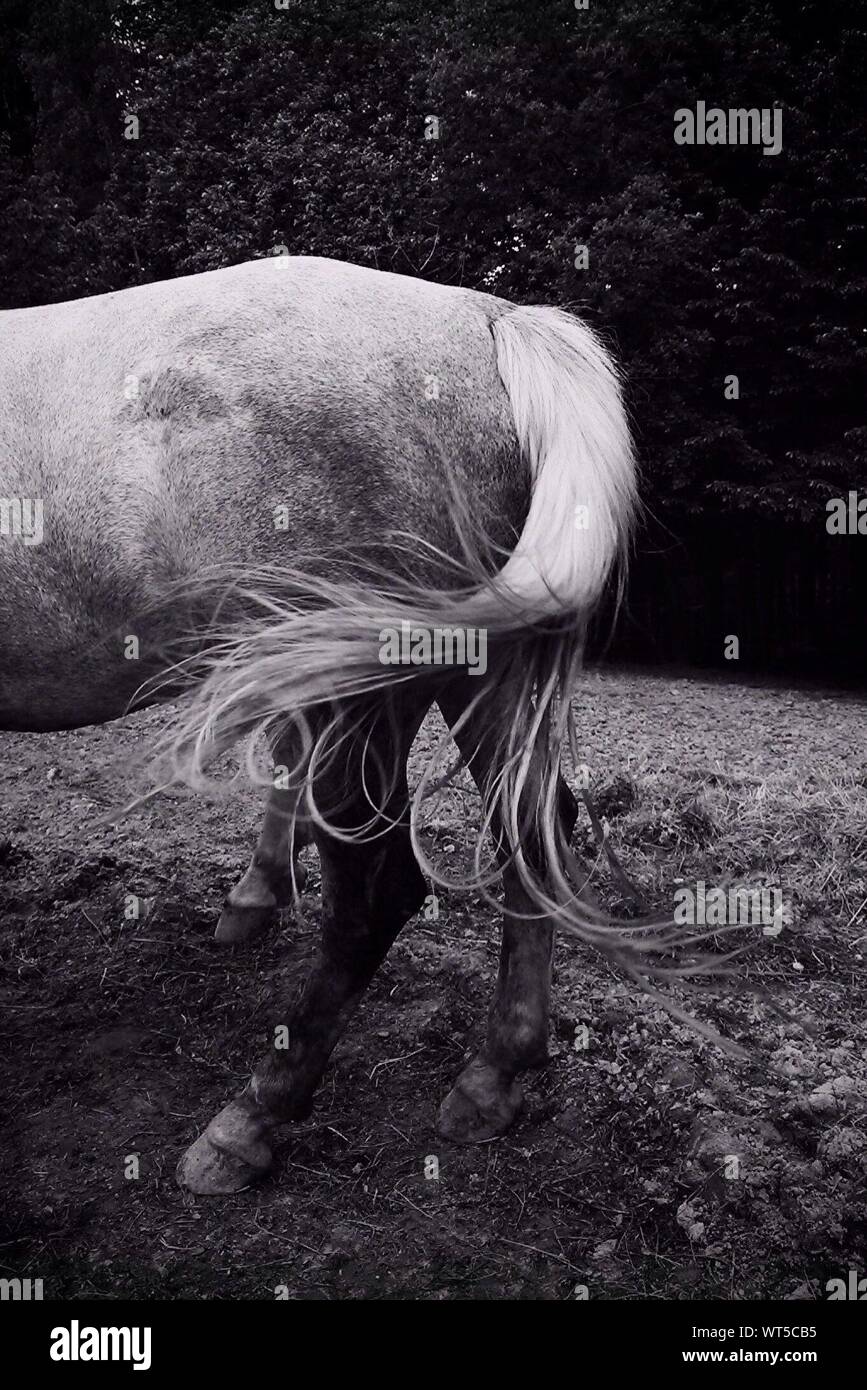Horse Rear End High Resolution Stock Photography and Images - Alamy