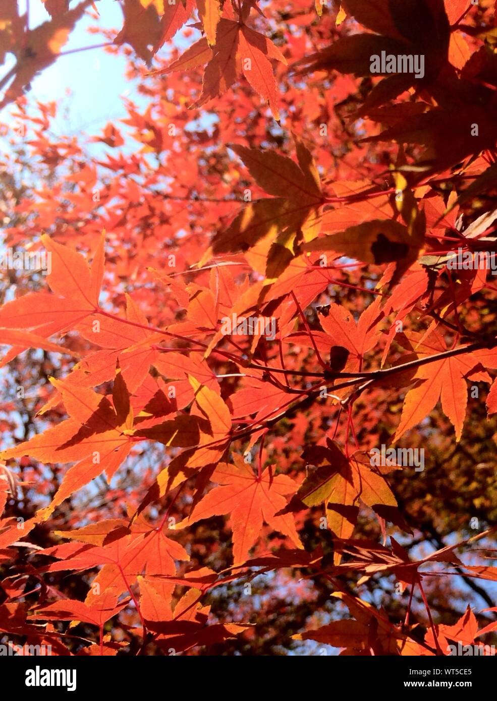 Maple Tree Branch High Resolution Stock Photography and Images - Alamy