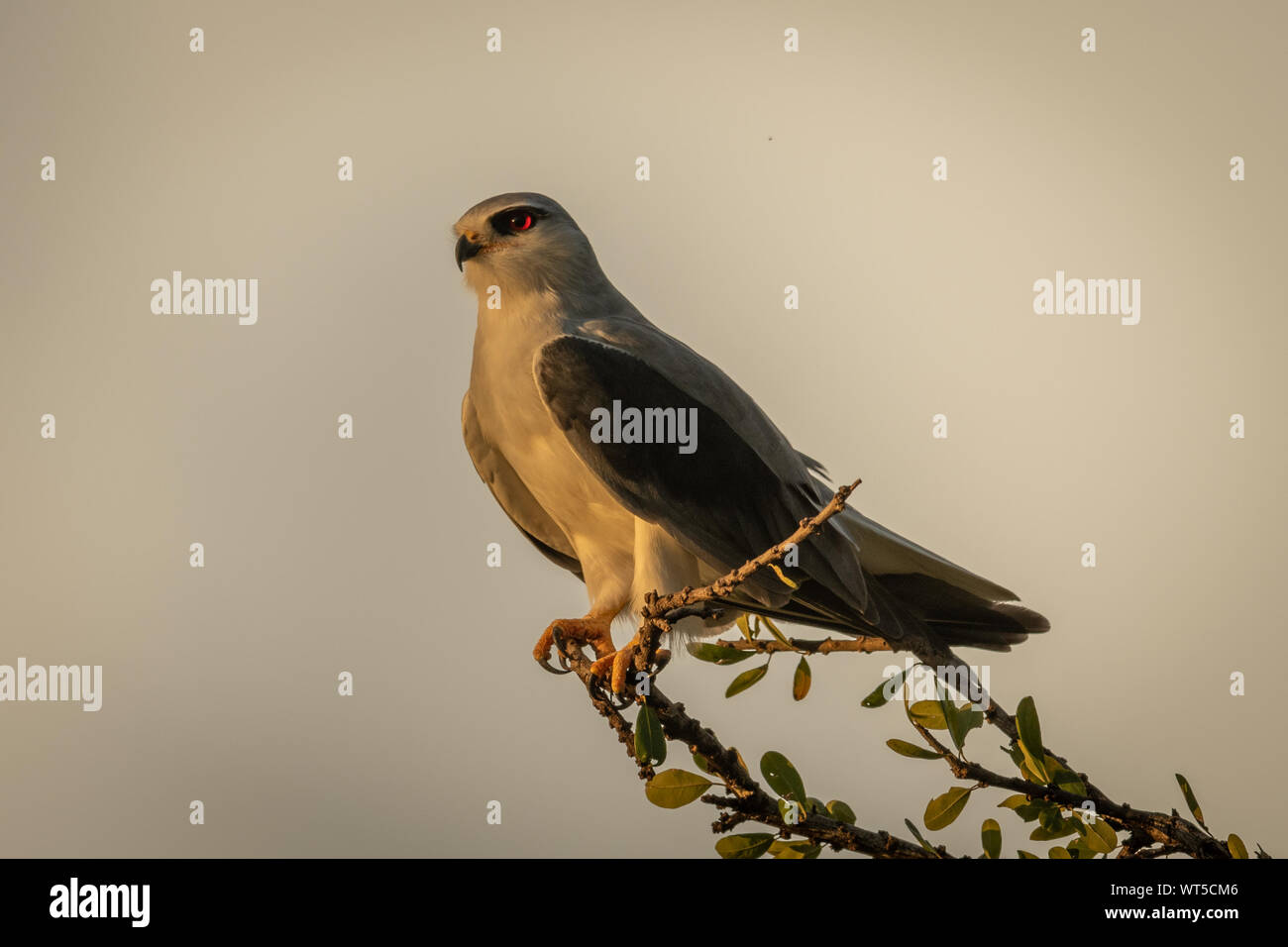 Black-shouldered kite on leafy branch facing left Stock Photo - Alamy