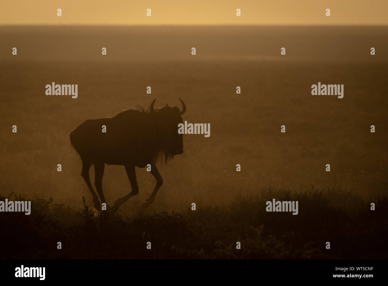 Blue wildebeest gallops in early morning light Stock Photo - Alamy