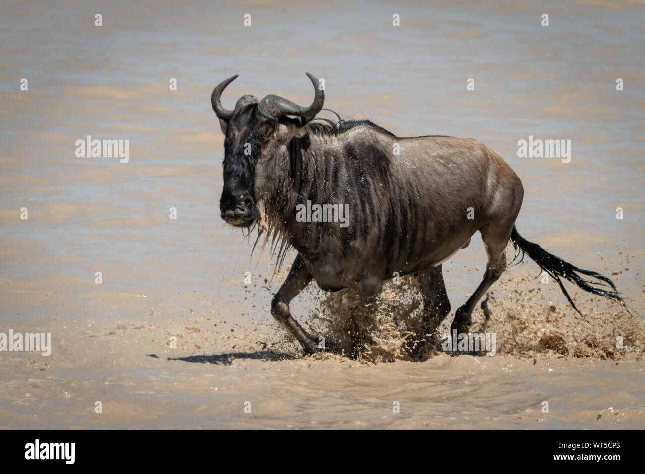 Blue wildebeest galloping through shallows in sunshine Stock Photo - Alamy