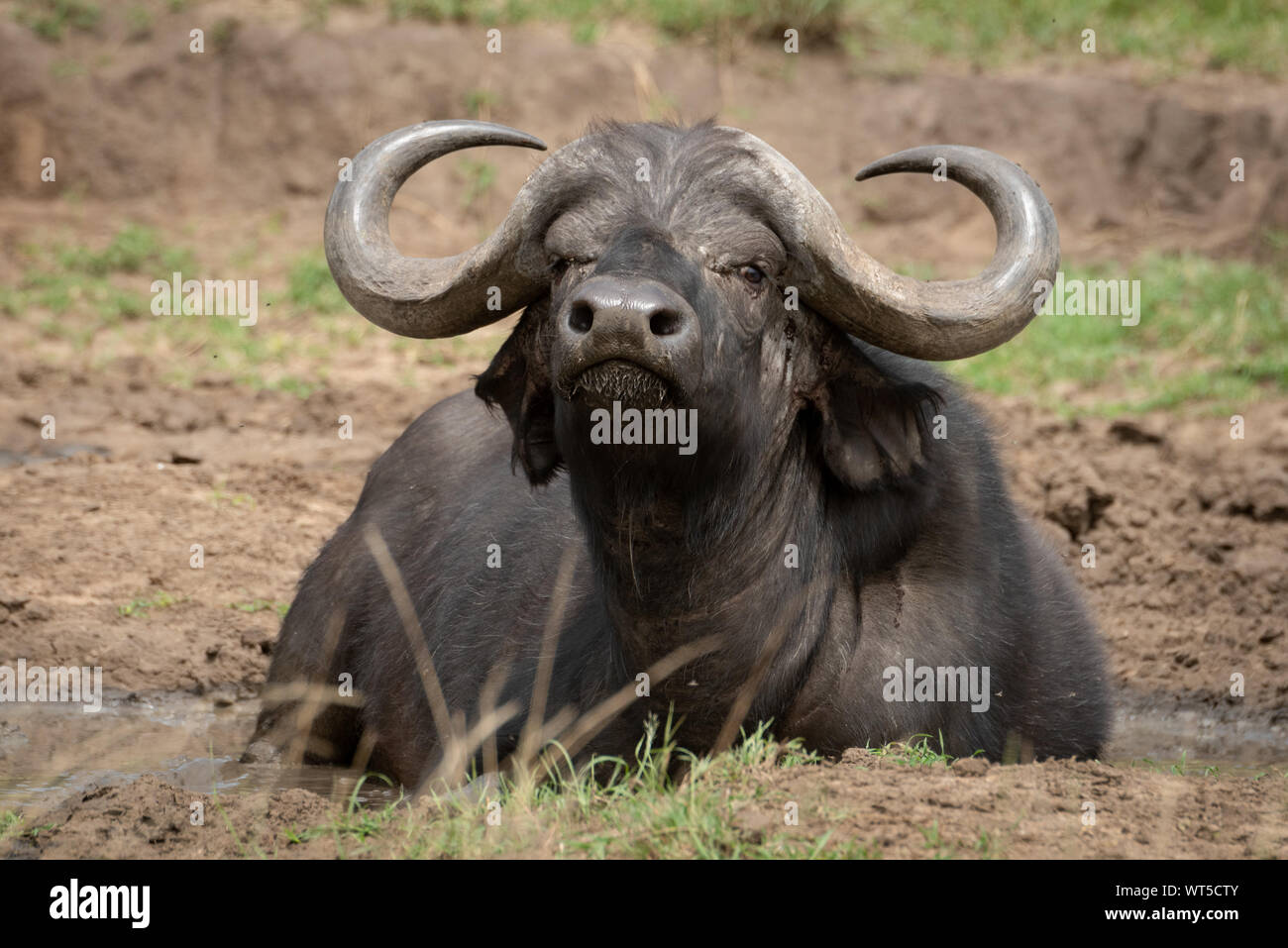 Cape buffalo lies lifting head in mud Stock Photo - Alamy