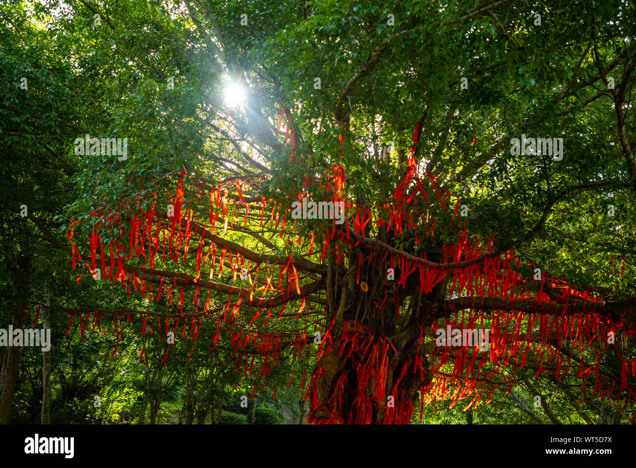 Tree with a lot of small red inscribed wish tapes next to chinese ...