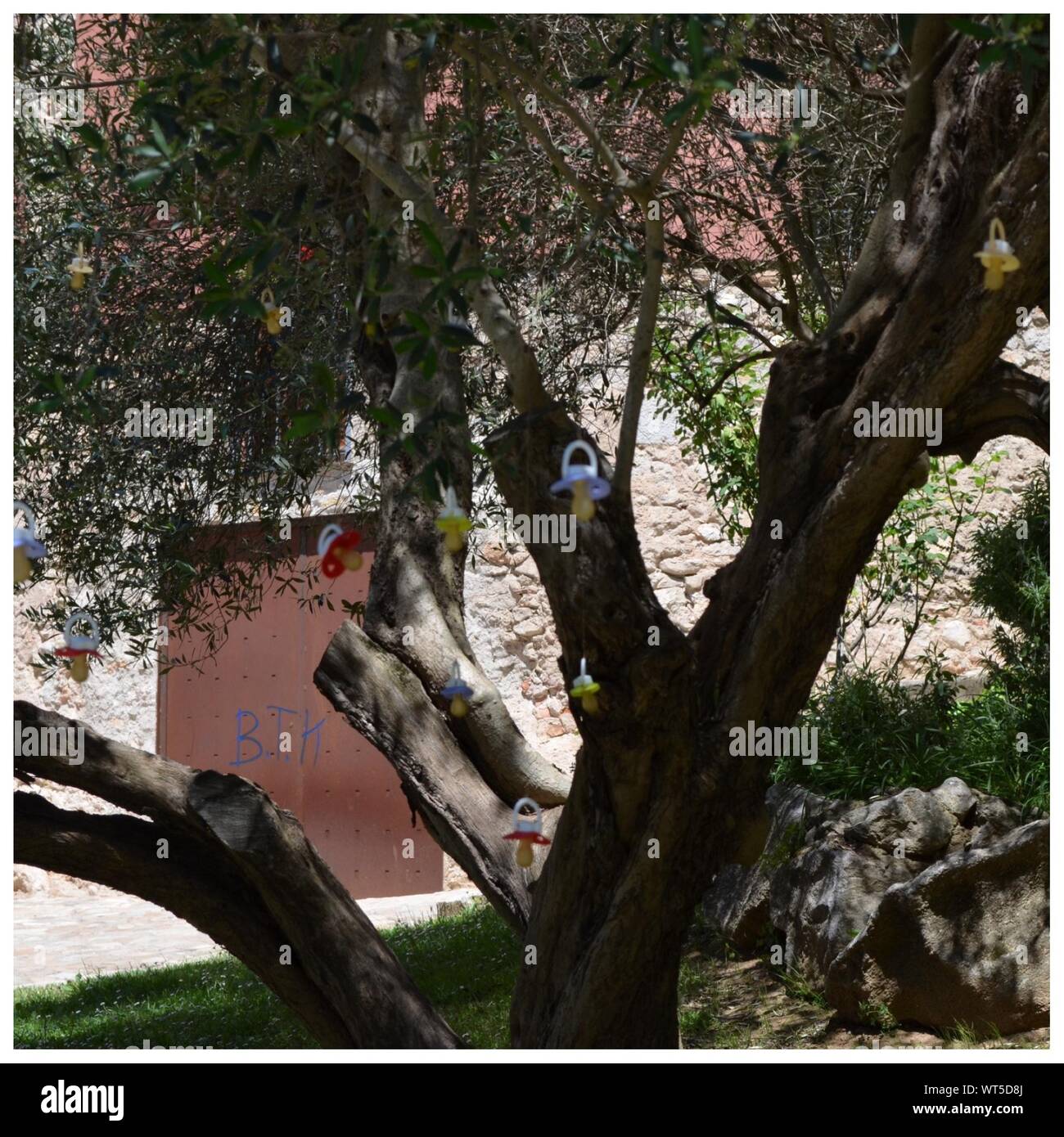 Pacifier tree hi-res stock photography and images - Alamy