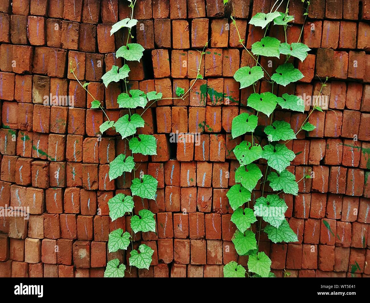 Leaf stack arrangement hi-res stock photography and images - Alamy