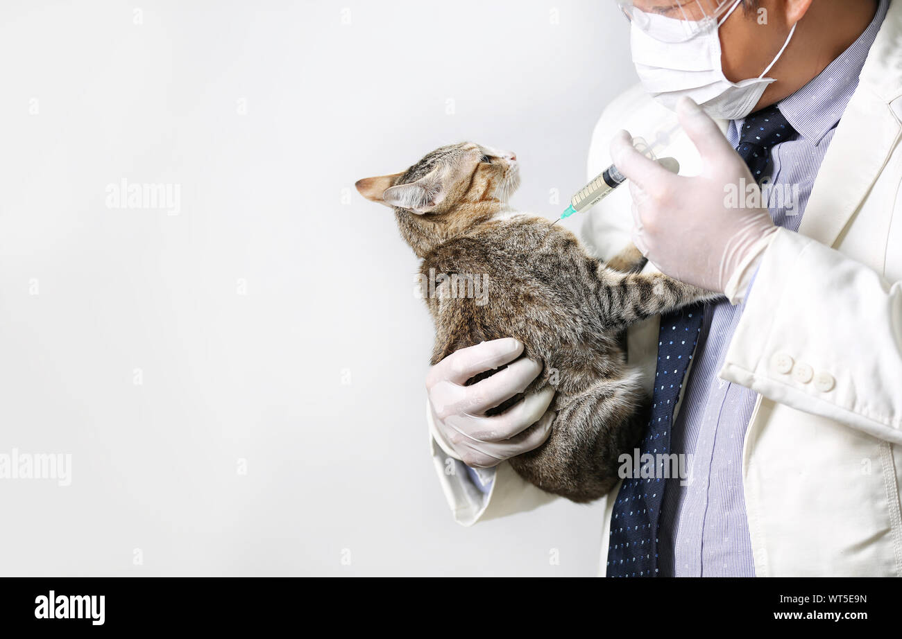 Doctor holding cat in his arm and injection vaccine at animal hospital ...