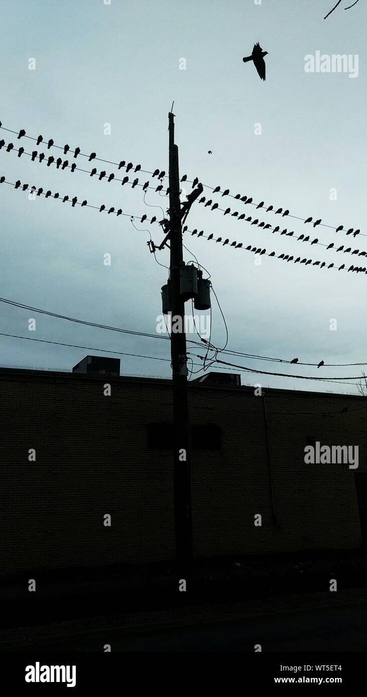 Bird On Electricity Pylon High Resolution Stock Photography and Images ...
