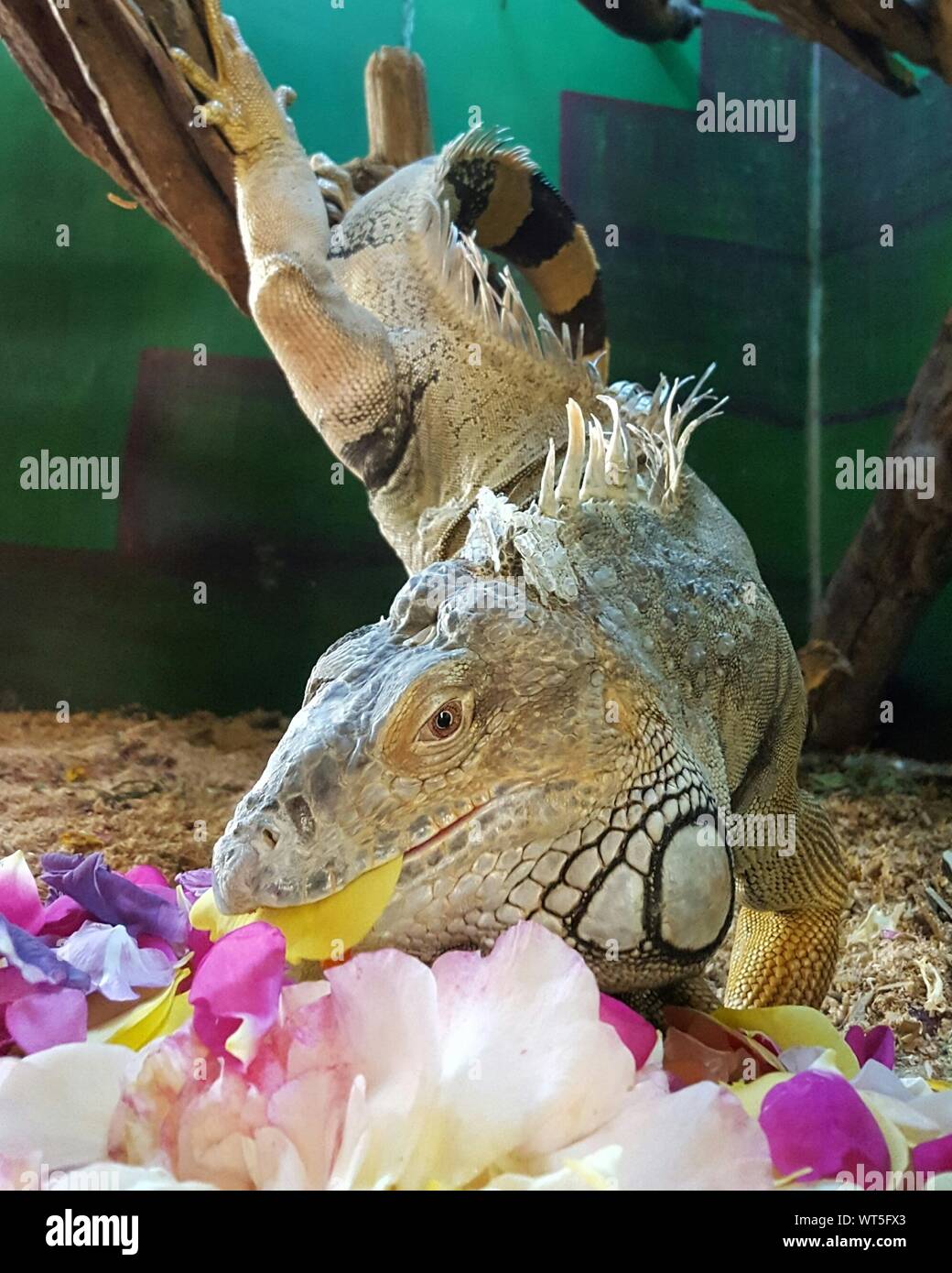 Iguana Eating High Resolution Stock Photography and Images - Alamy