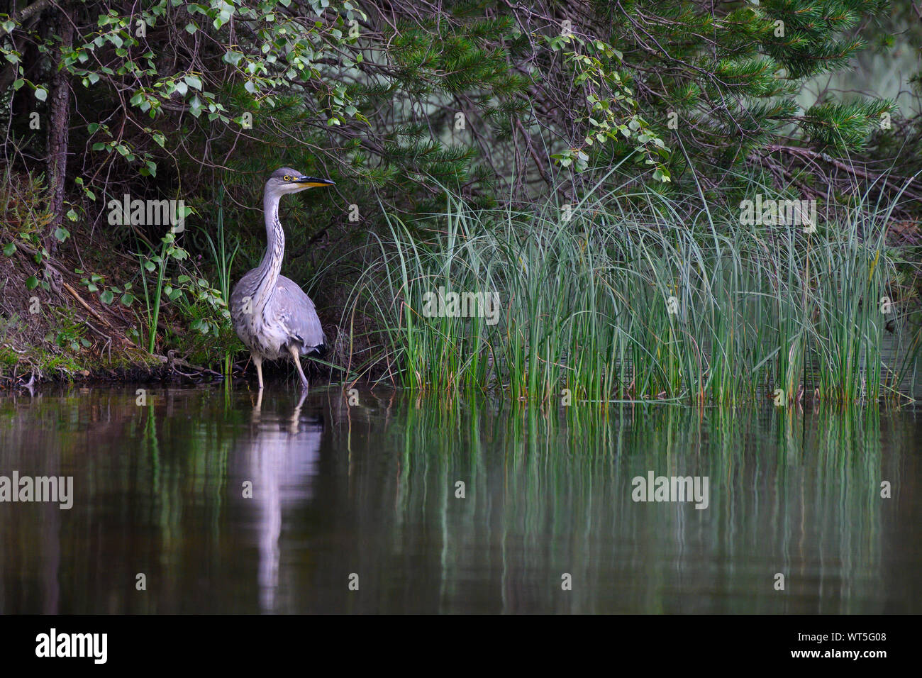 Flock of heron hi-res stock photography and images - Alamy