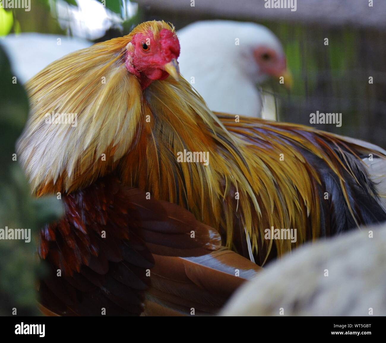 Rooster and hen hi-res stock photography and images - Alamy