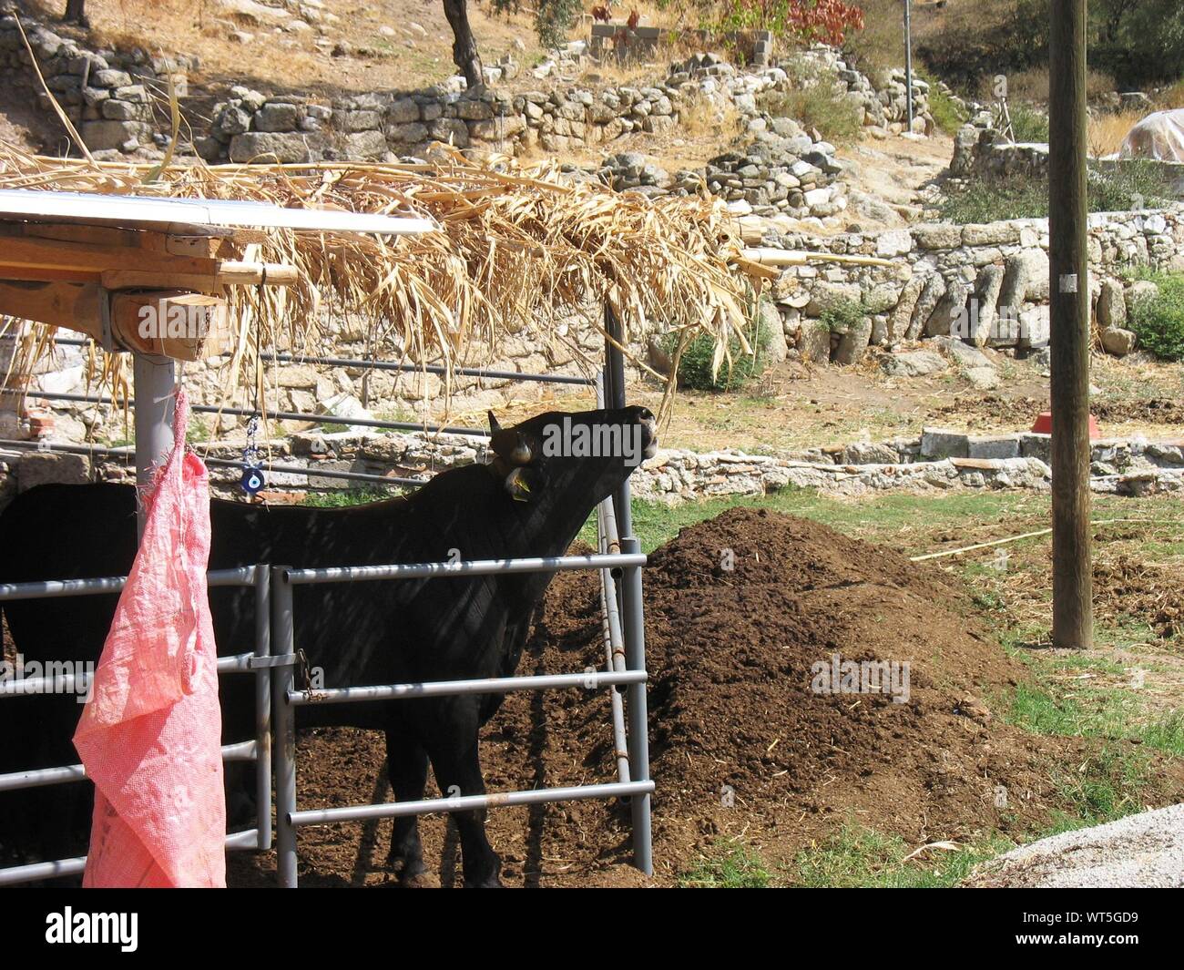 Side view cow hi-res stock photography and images - Alamy