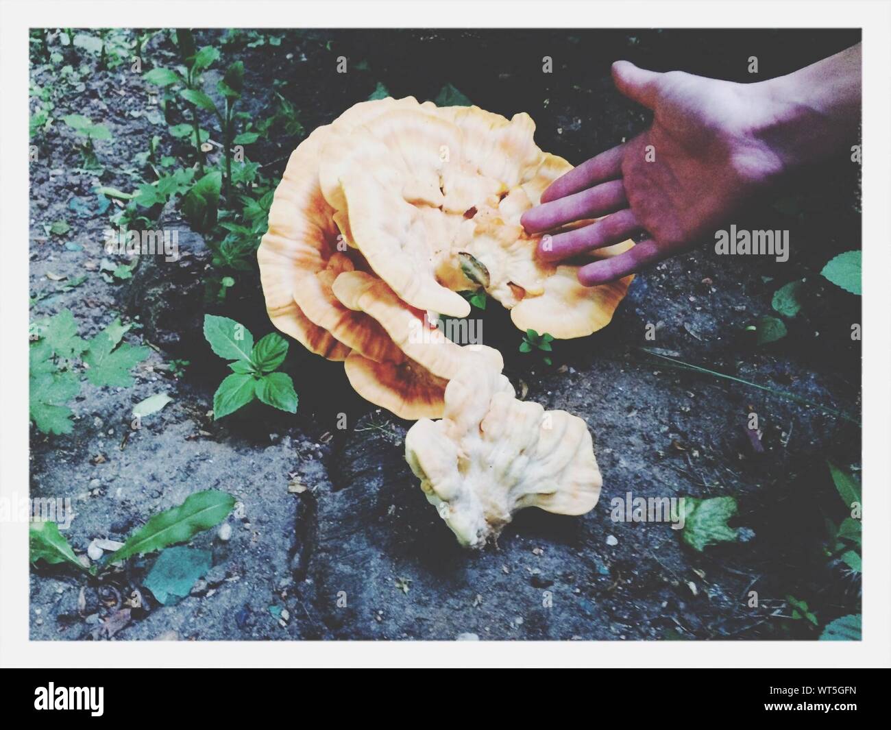 Hand pointing to mushroom hi-res stock photography and images - Alamy