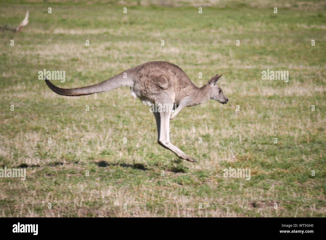 Kangaroo running hi-res stock photography and images - Alamy