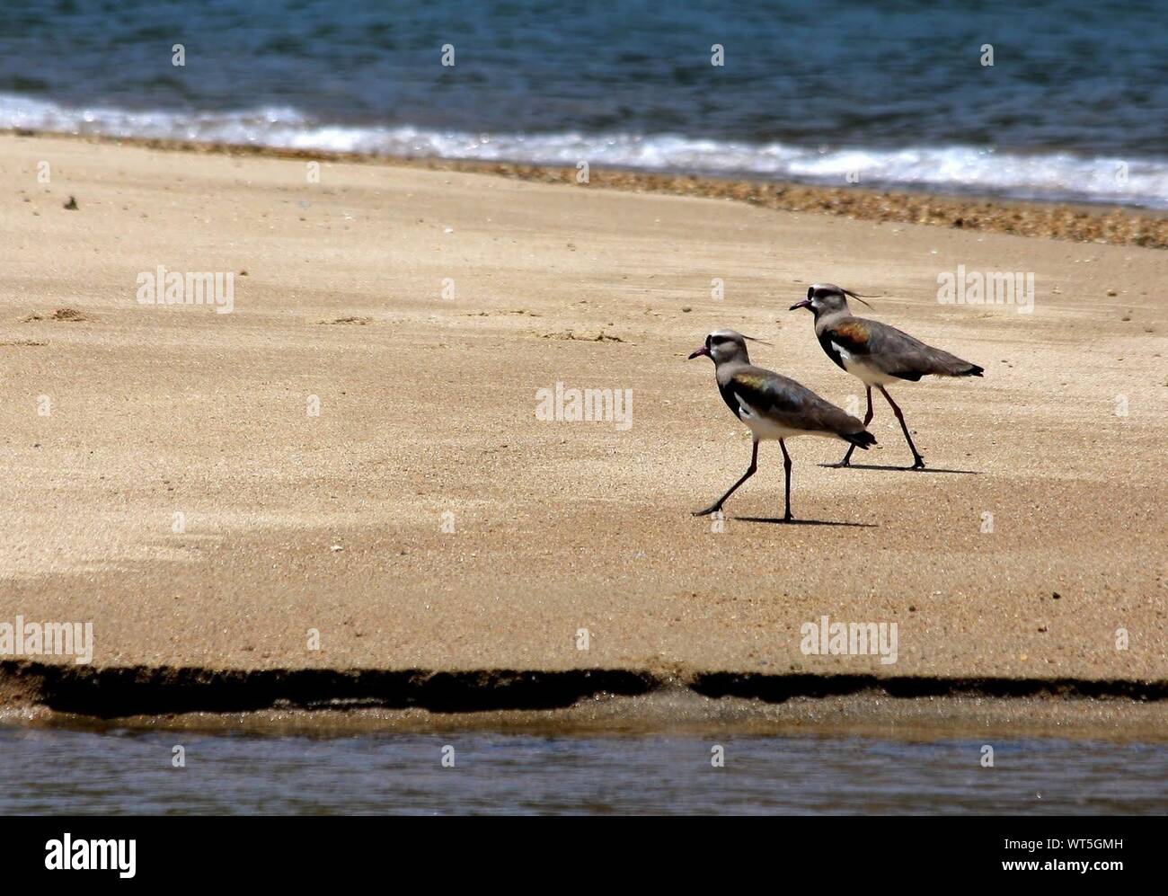 Birds sandy beach hi-res stock photography and images - Alamy