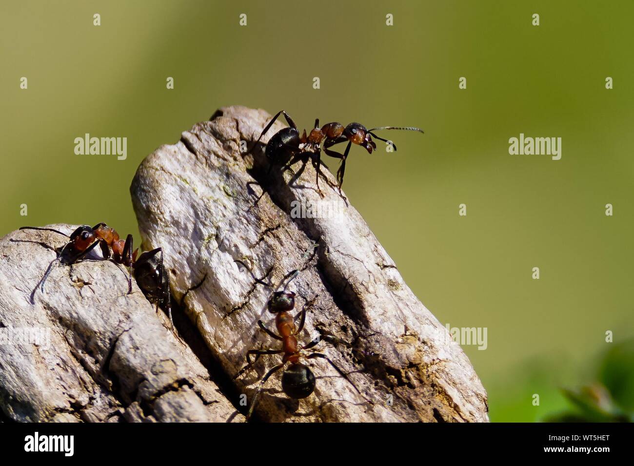 Ants On Rock High Resolution Stock Photography and Images - Alamy