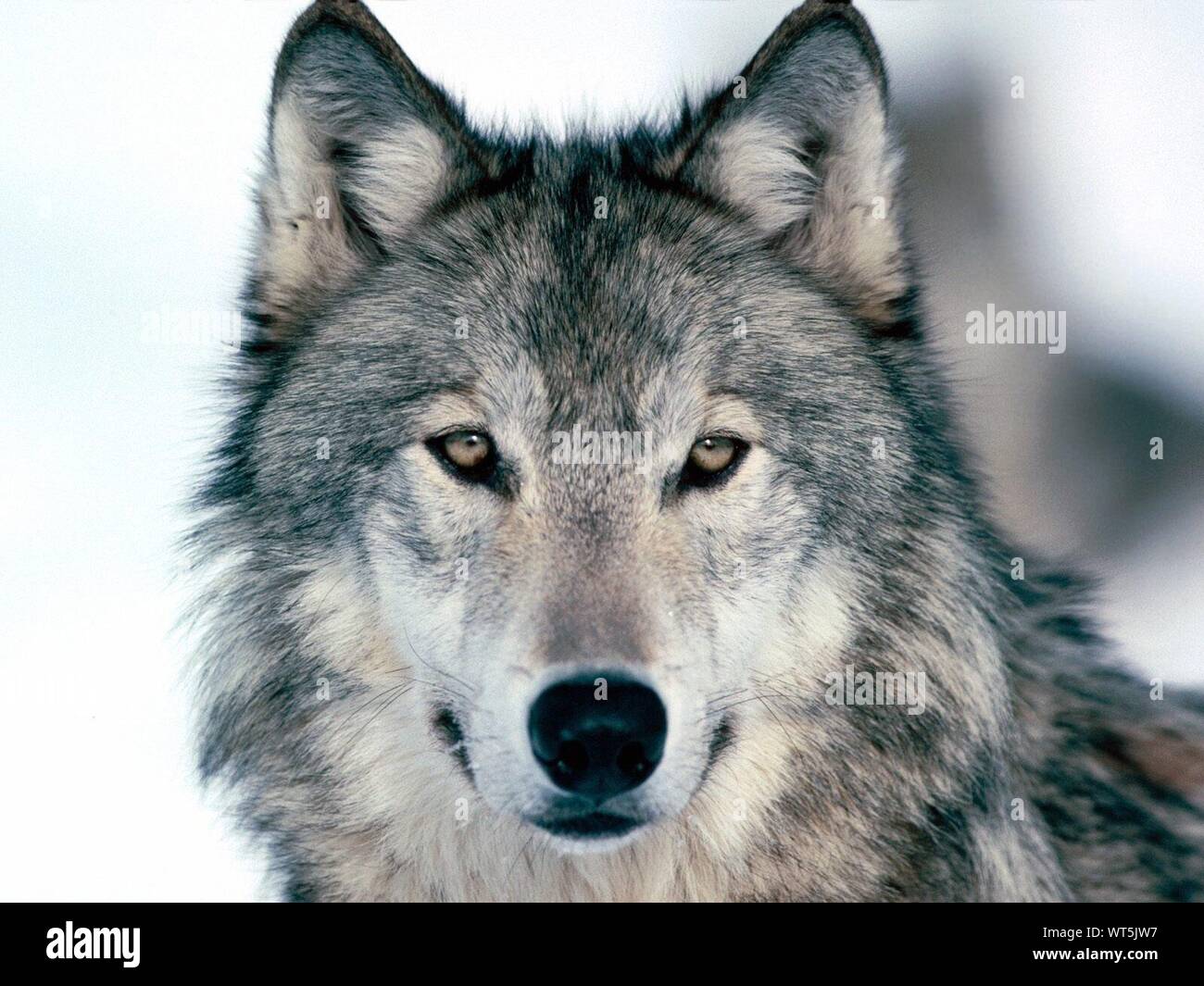 Wolf Nose Close Up High Resolution Stock Photography and Images - Alamy
