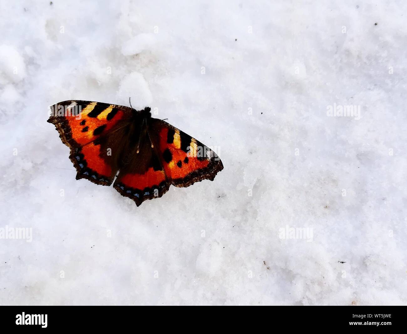 Snow butterfly hi-res stock photography and images - Alamy