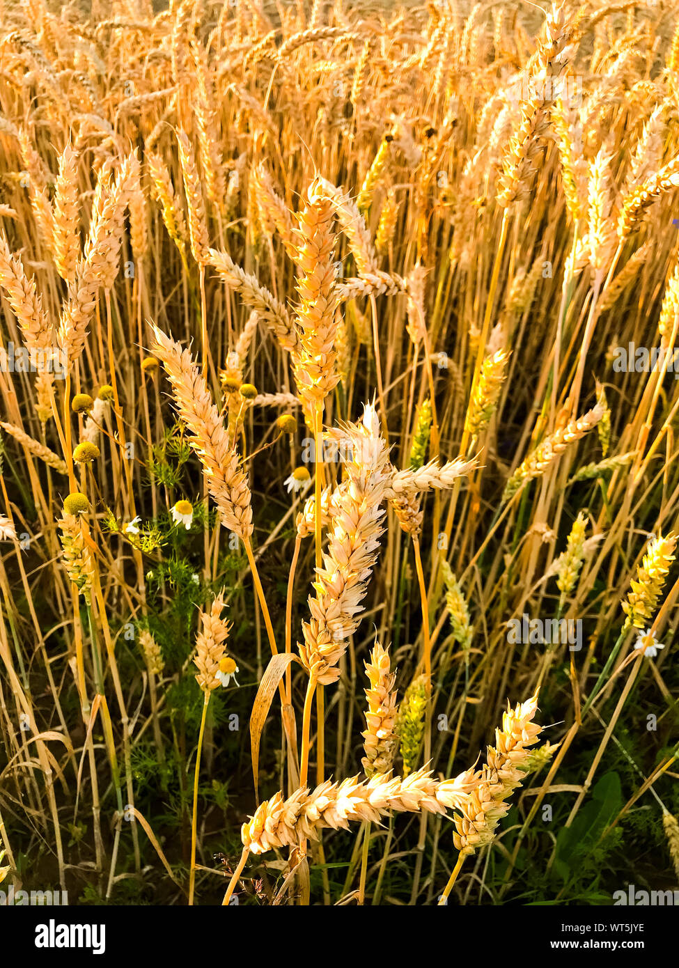 Spikes of rye on field in evening, sun. Studio Photo Stock Photo - Alamy