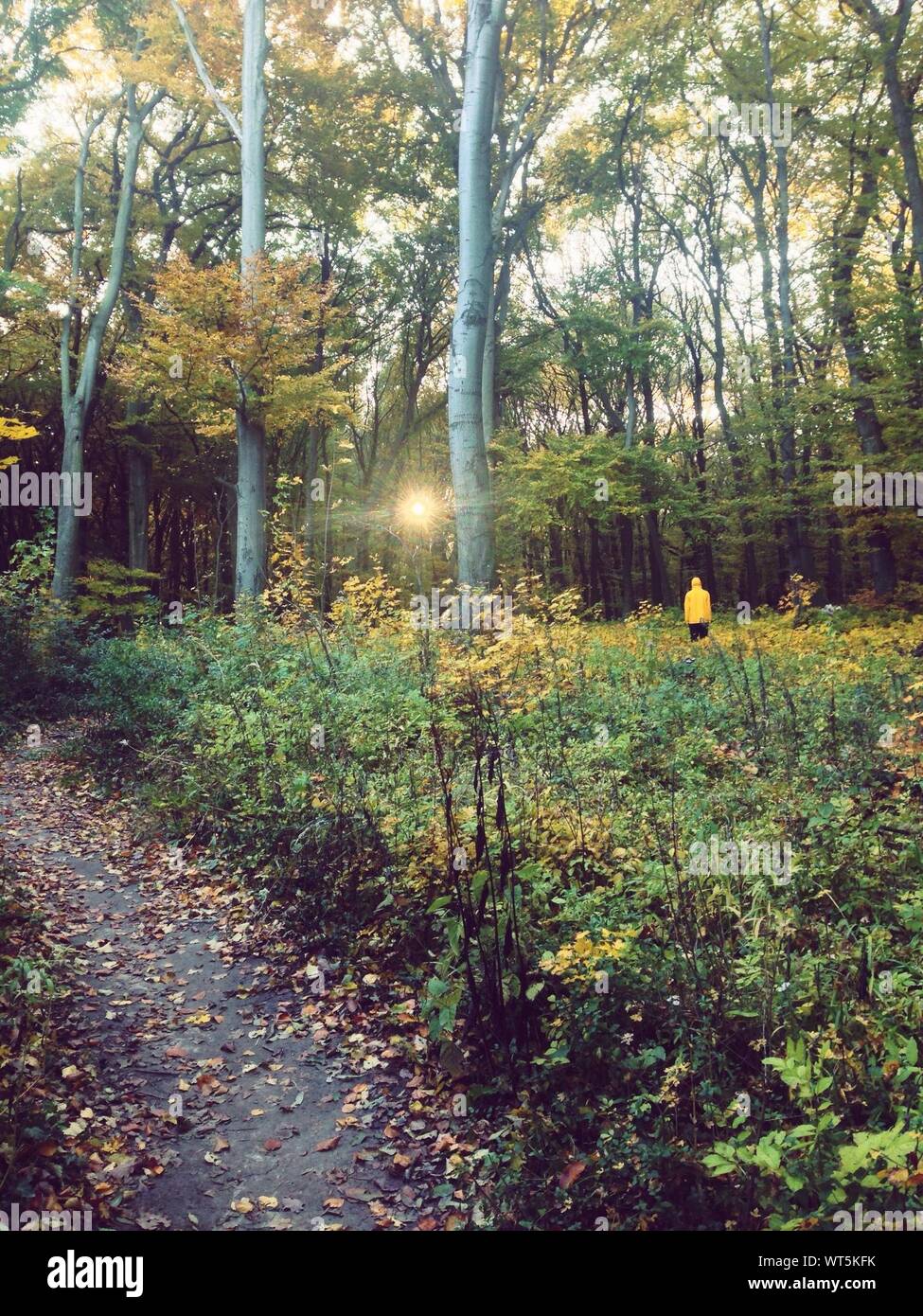 Sun through trees person hi-res stock photography and images - Alamy