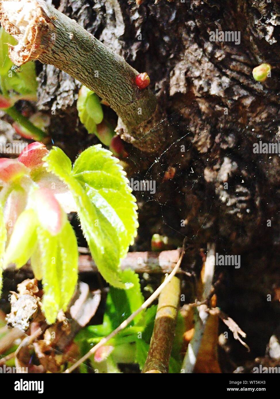 Broken branch of the tree hi-res stock photography and images - Alamy