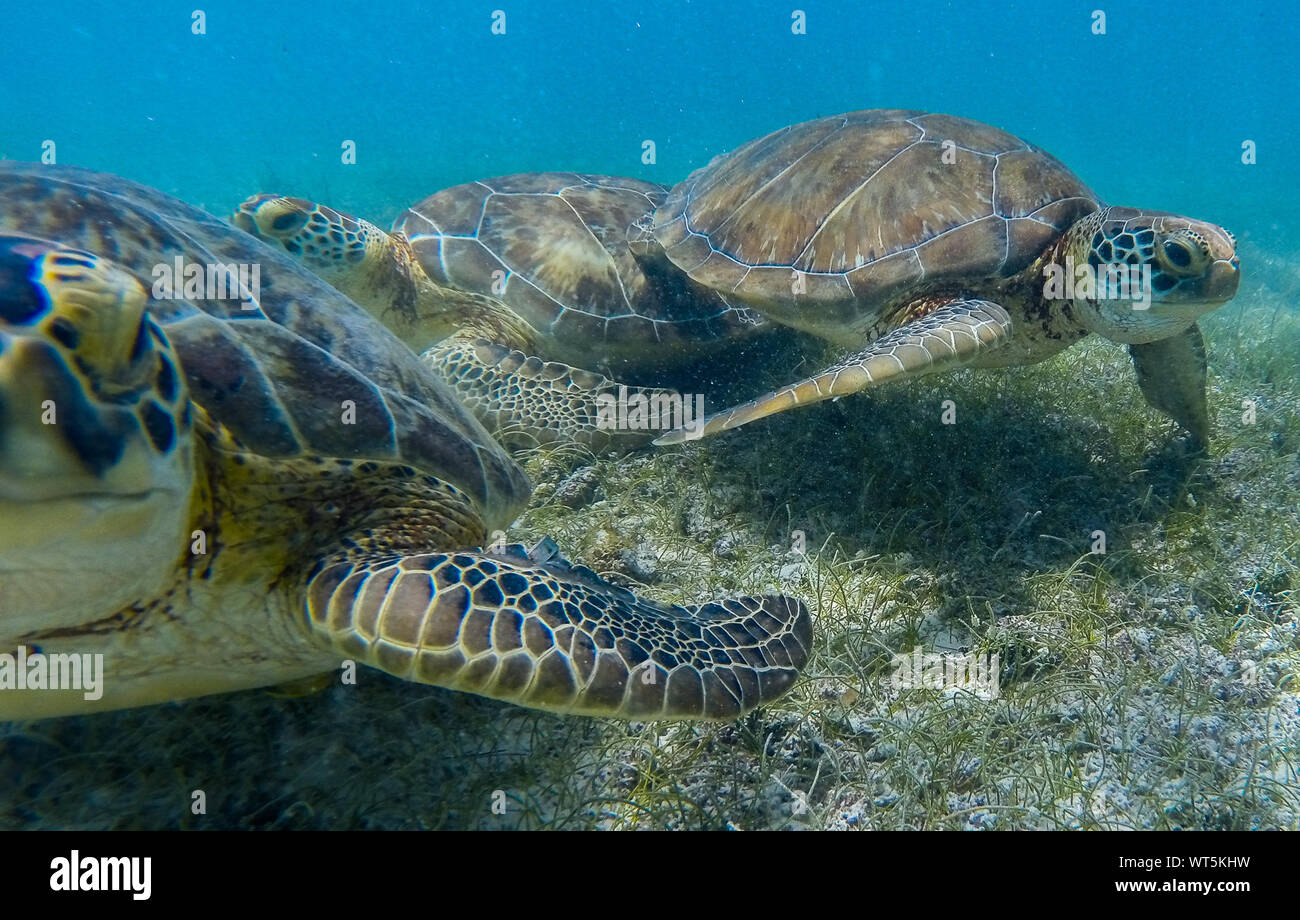 Family of sea turtles hi-res stock photography and images - Alamy