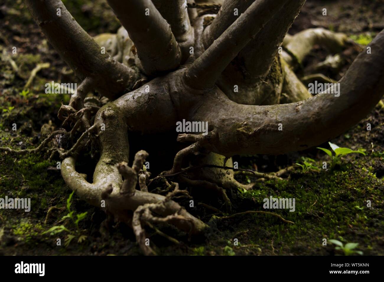 Snake Root High Resolution Stock Photography and Images - Alamy