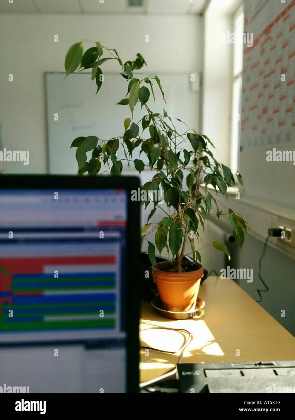 Laptop background plant hi-res stock photography and images - Alamy