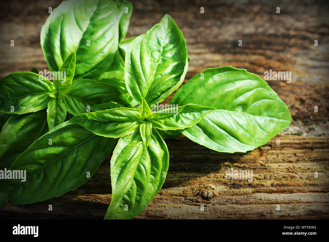 Two curly leaves hi-res stock photography and images - Alamy