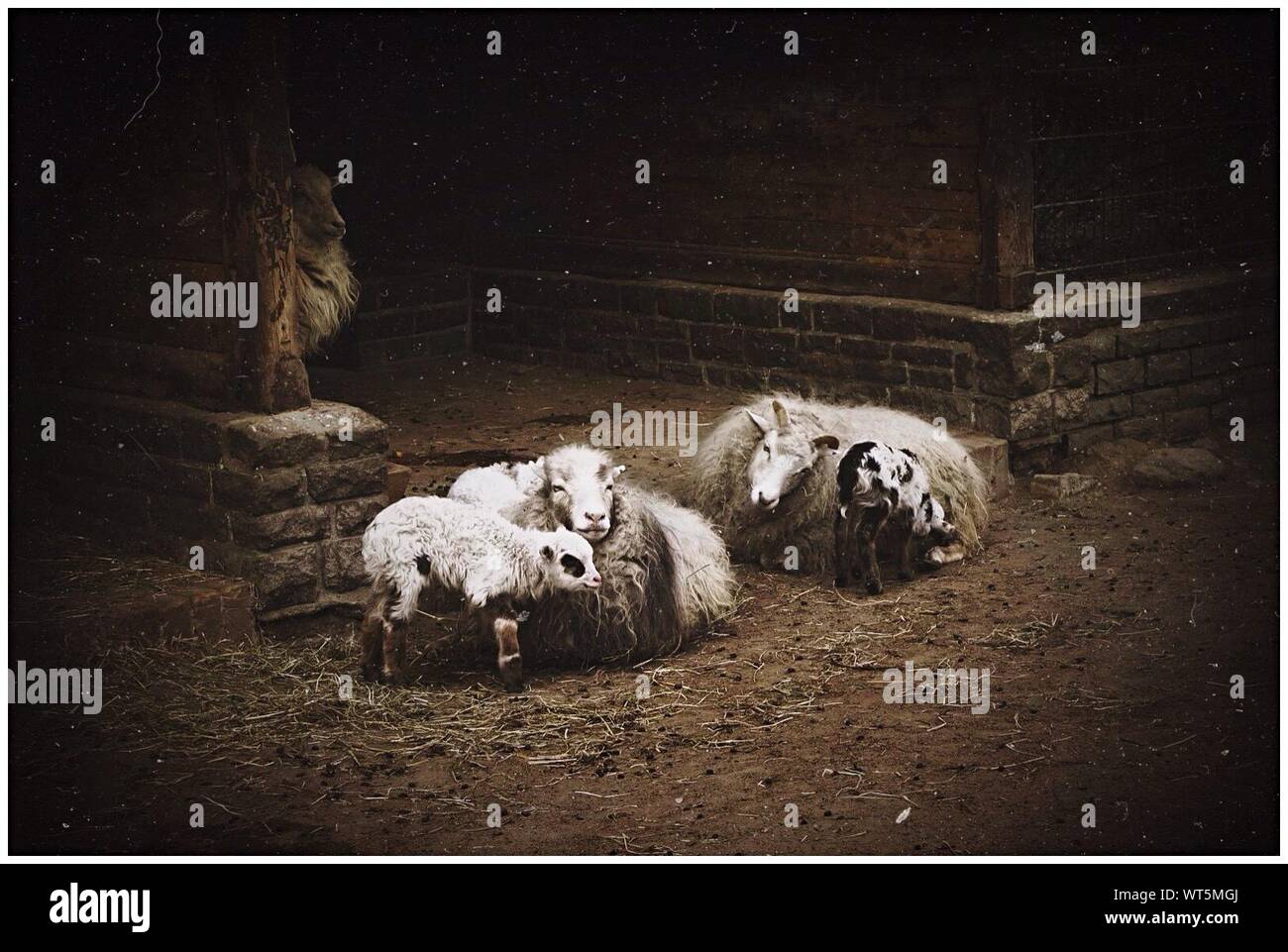 Sheep family hi-res stock photography and images - Alamy