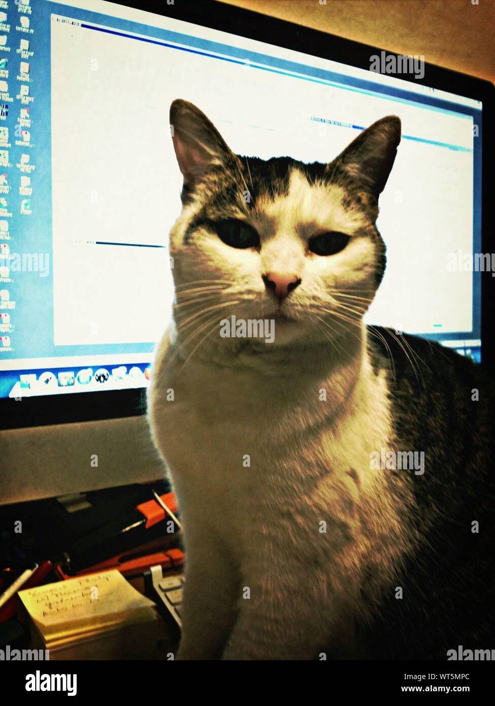 Cat using computer hi-res stock photography and images - Alamy