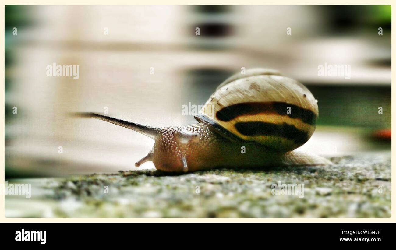 Homeless snail hi-res stock photography and images - Alamy