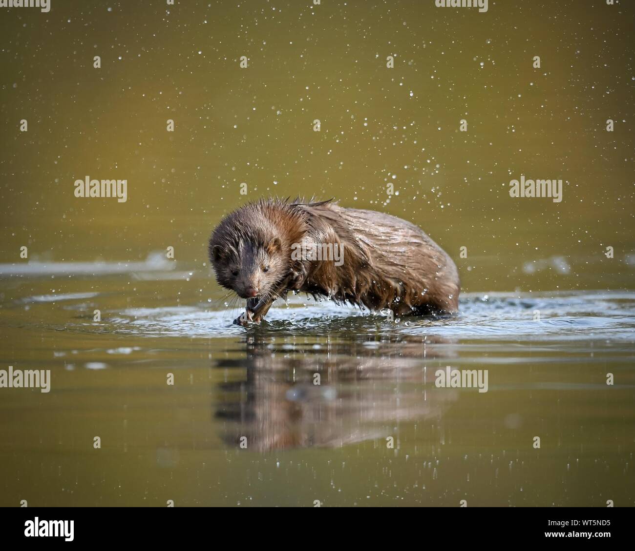 Mink animals hi-res stock photography and images - Alamy