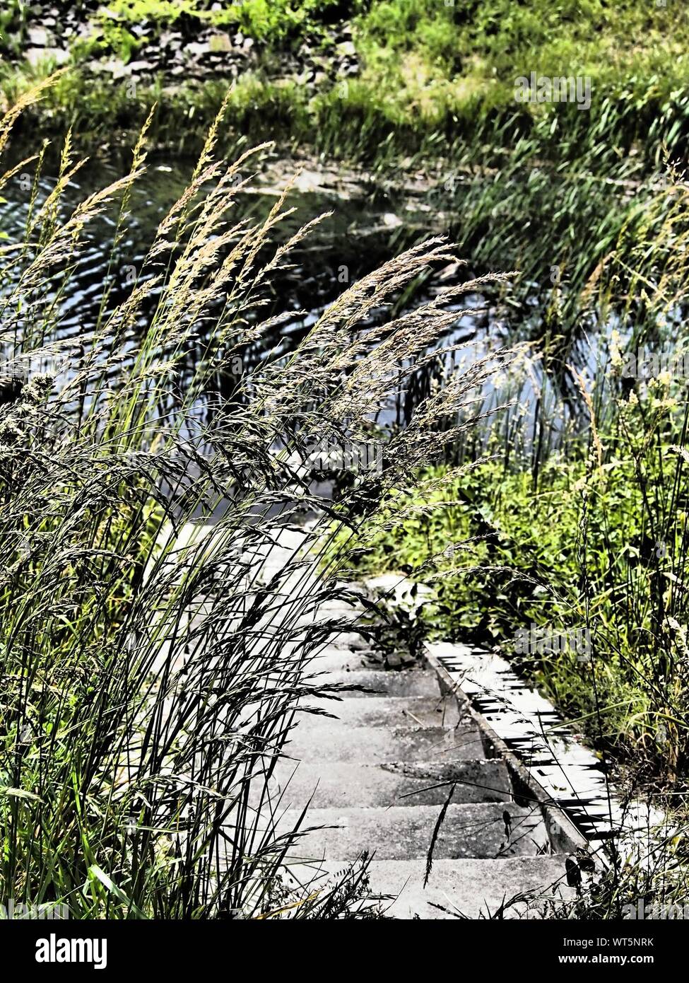 Summer scene hi-res stock photography and images - Alamy