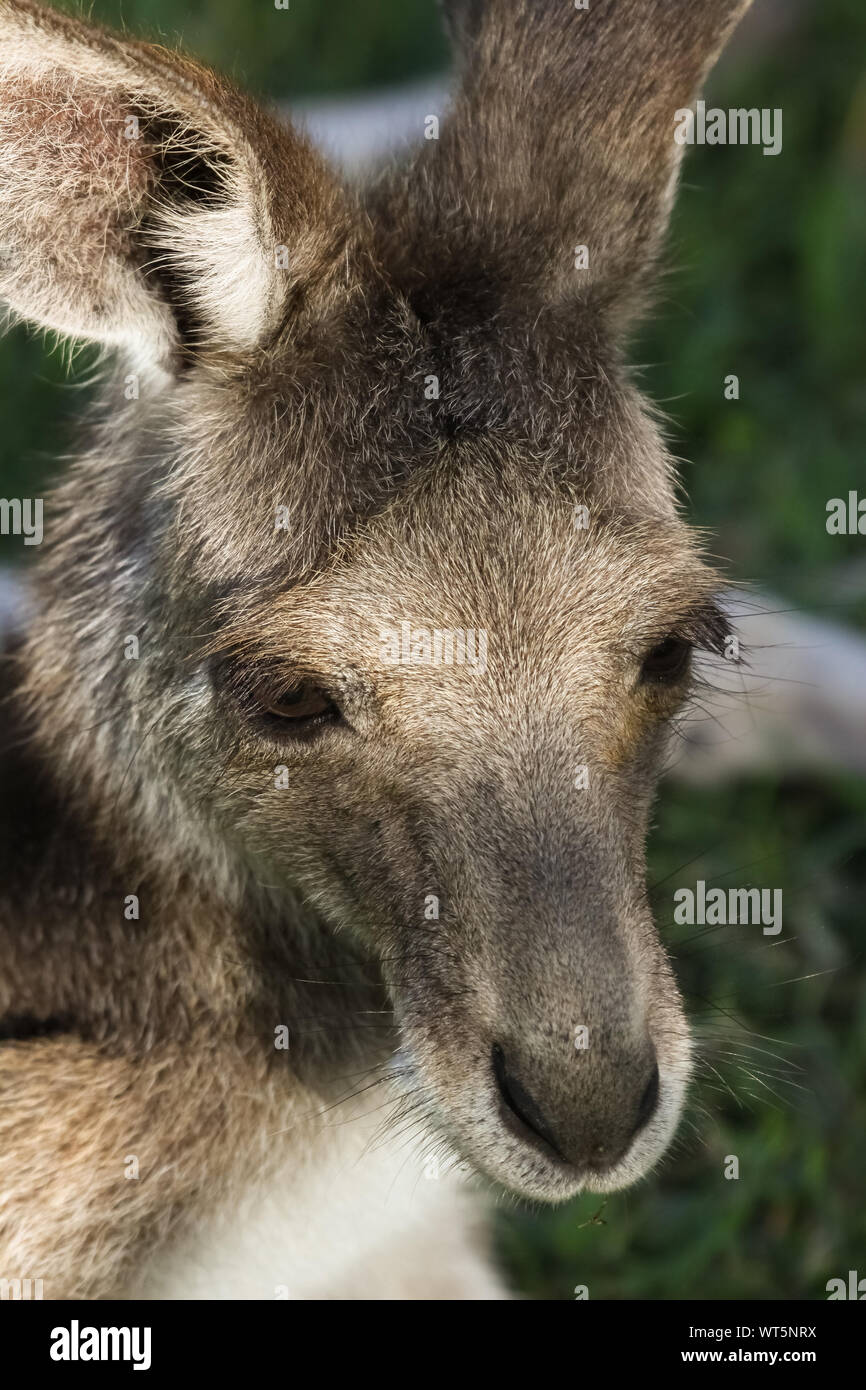 Grey faced wallaby hi-res stock photography and images - Alamy