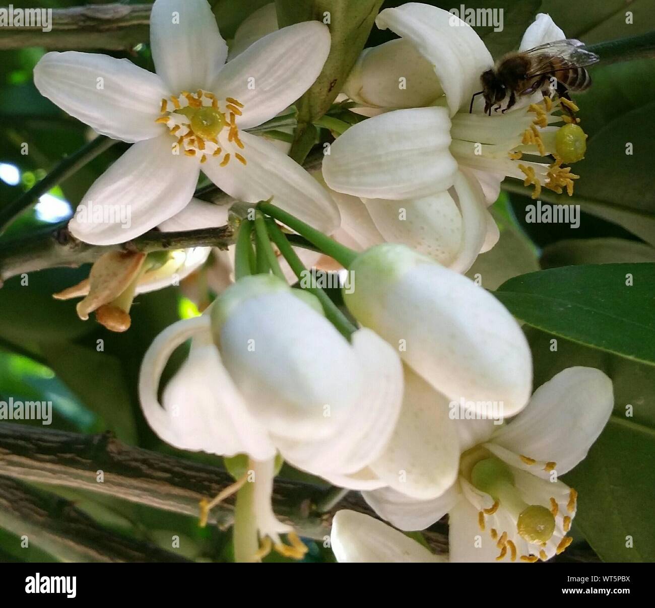 One white bee hi-res stock photography and images - Alamy