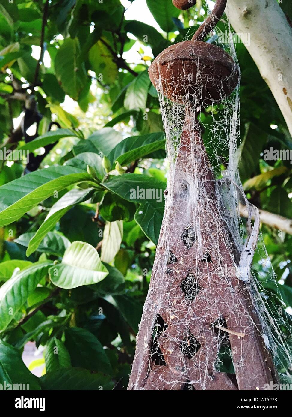Web structure hi-res stock photography and images - Alamy