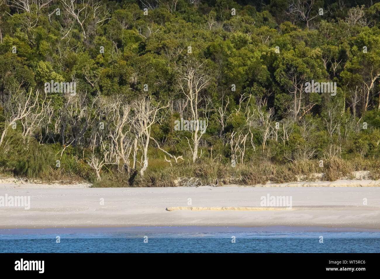 Fraser Island beach and rainforest landscape, Queensland, Australia ...