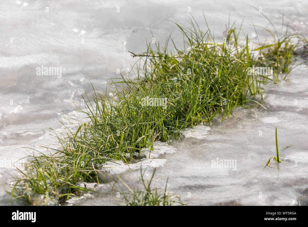 Green grass grows through a thick layer of ice and survives the harsh ...