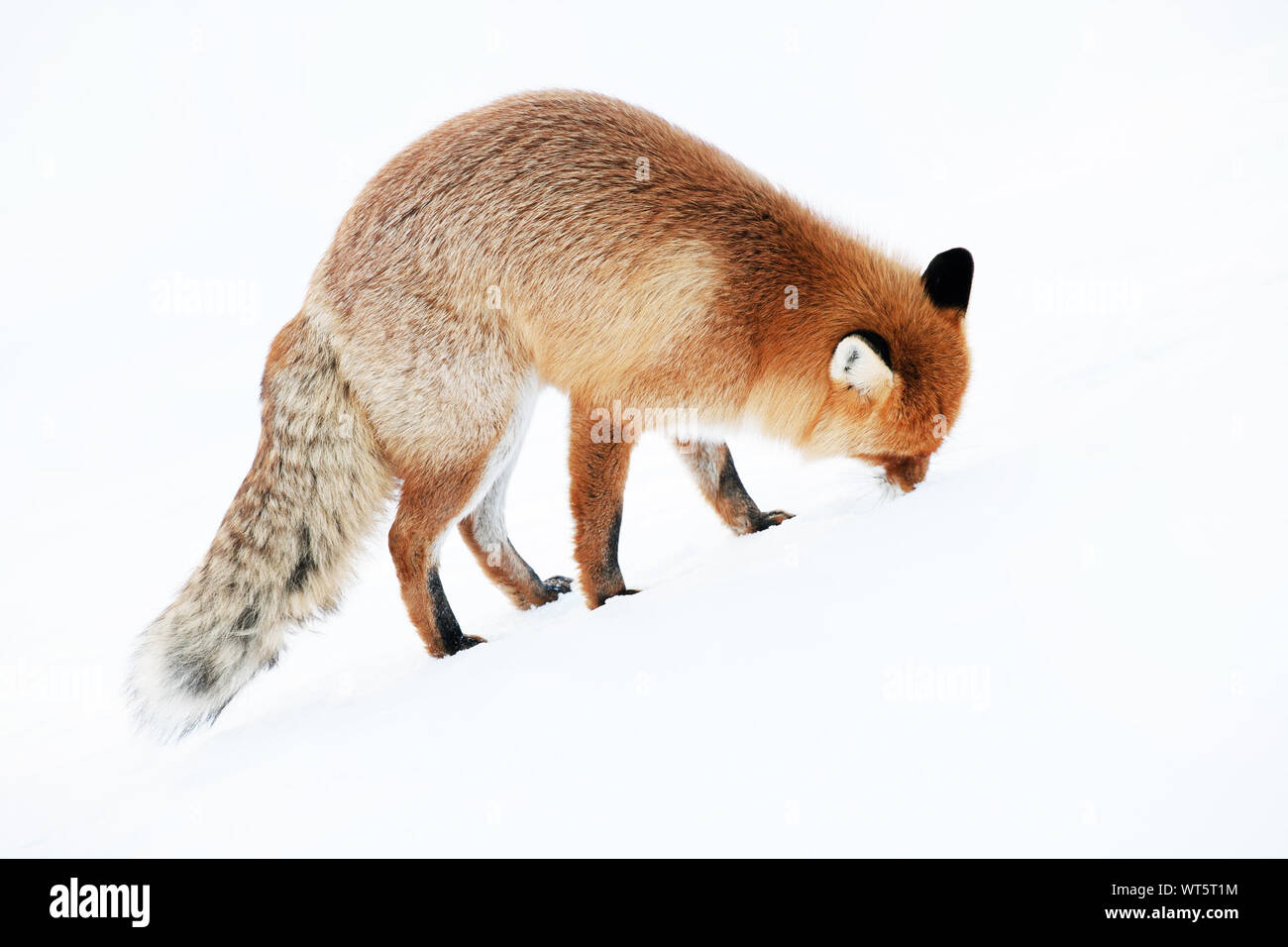 Red fox standing hi-res stock photography and images - Alamy