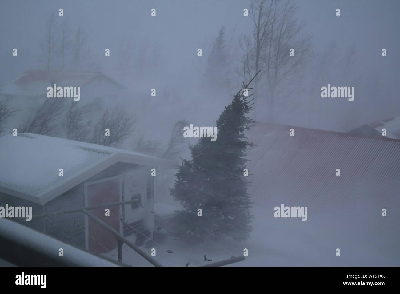 Trees blowing wind hi-res stock photography and images - Alamy