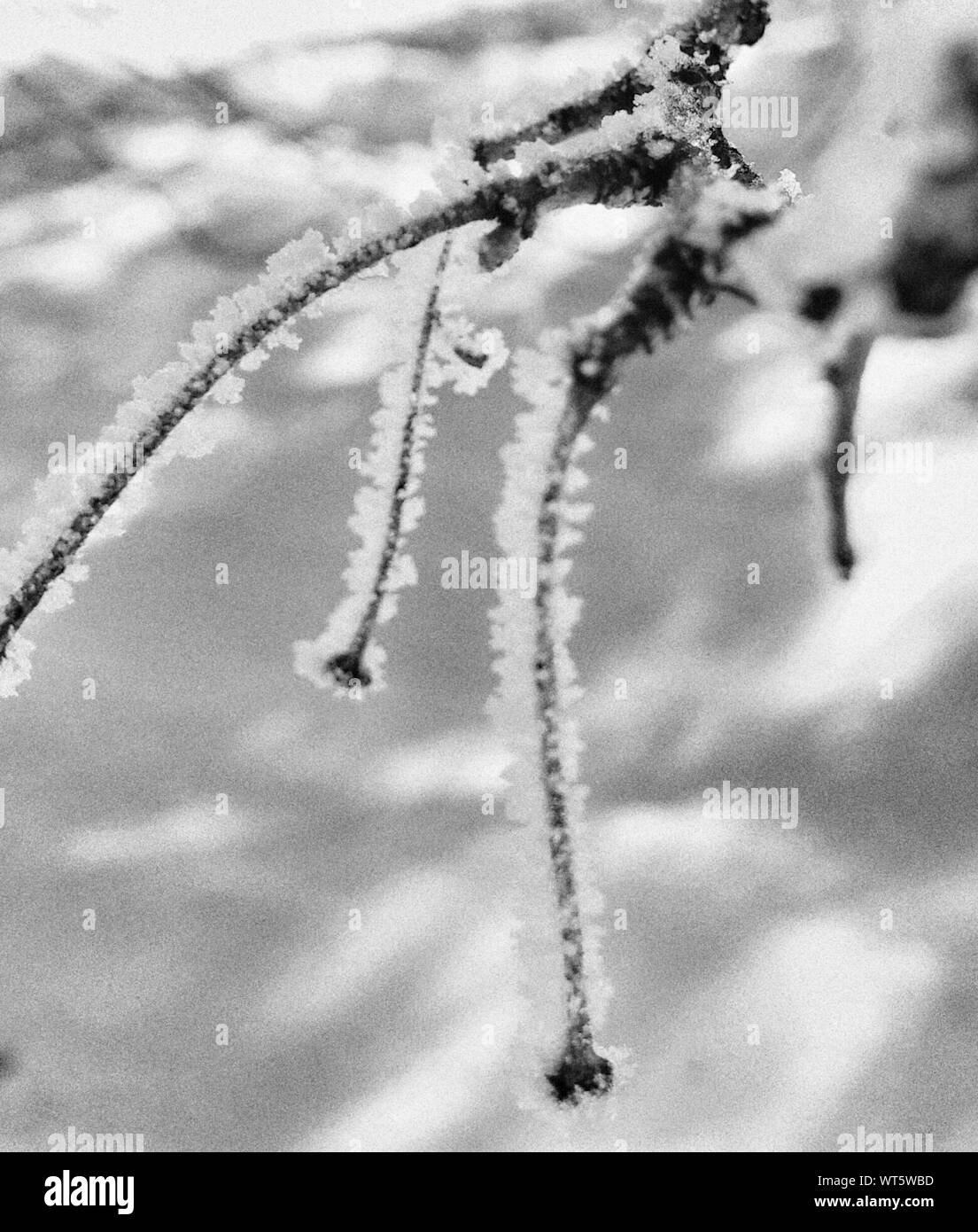 Frozen Twigs High Resolution Stock Photography and Images - Alamy